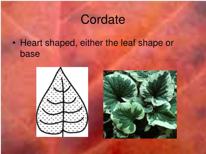 PPT - Leaf Identification PowerPoint Presentation - ID:4629658