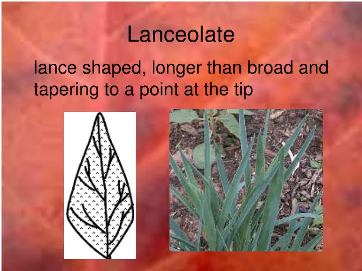 PPT - Leaf Identification PowerPoint Presentation - ID:4629658