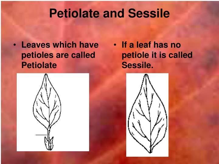 PPT - Leaf Identification PowerPoint Presentation - ID:4629658
