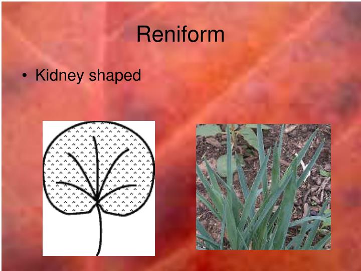 PPT - Leaf Identification PowerPoint Presentation - ID:4629658