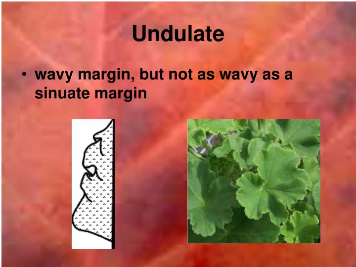 PPT - Leaf Identification PowerPoint Presentation - ID:4629658