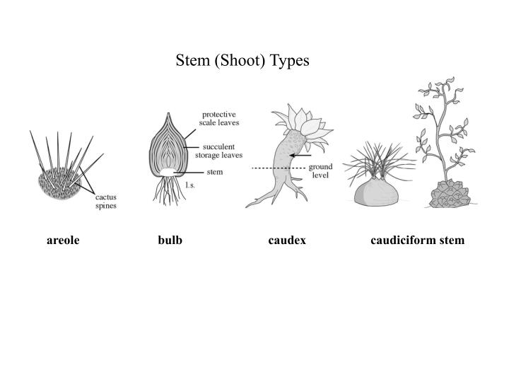 PPT - Plant Morphology Michael G. Simpson PowerPoint Presentation - ID ...