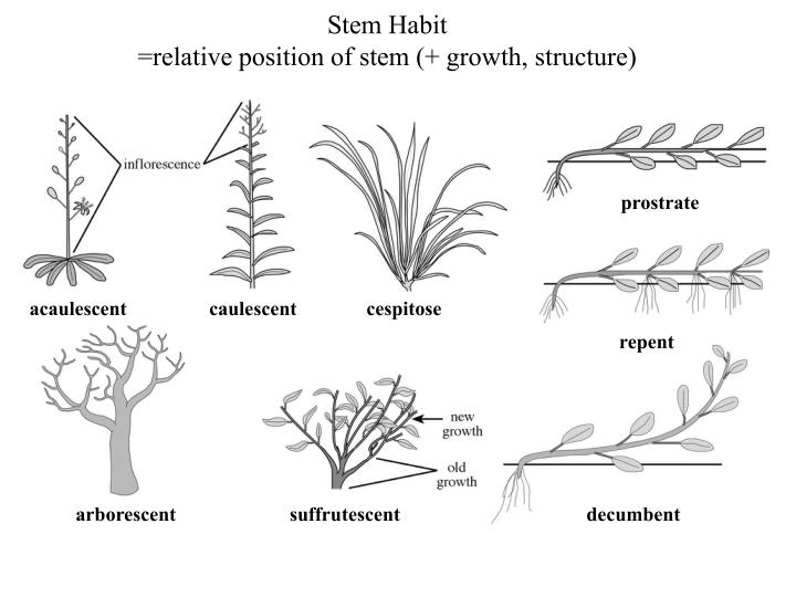 PPT - Plant Morphology Michael G. Simpson PowerPoint Presentation - ID ...
