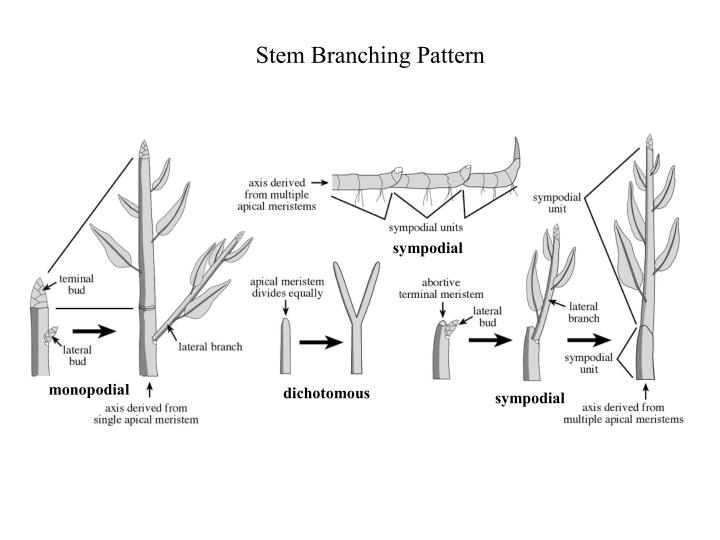 PPT - Plant Morphology Michael G. Simpson PowerPoint Presentation - ID ...