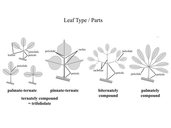 PPT - Plant Morphology Michael G. Simpson PowerPoint Presentation - ID ...