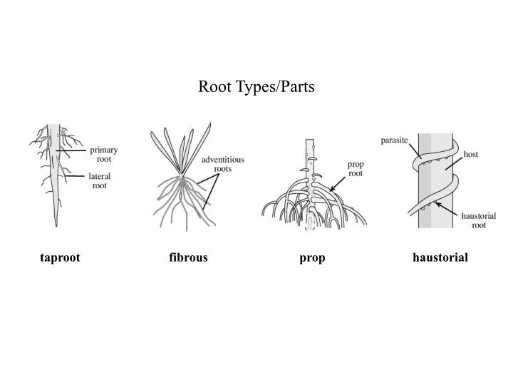 PPT - Plant Morphology Michael G. Simpson PowerPoint Presentation - ID ...