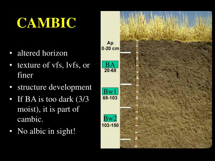 PPT - EPIPEDONS PowerPoint Presentation - ID:4630181