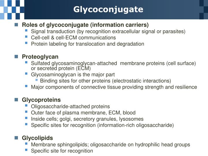 PPT - 7.3 Glycoconjugates: Proteoglycans, glycoproteins, and ...