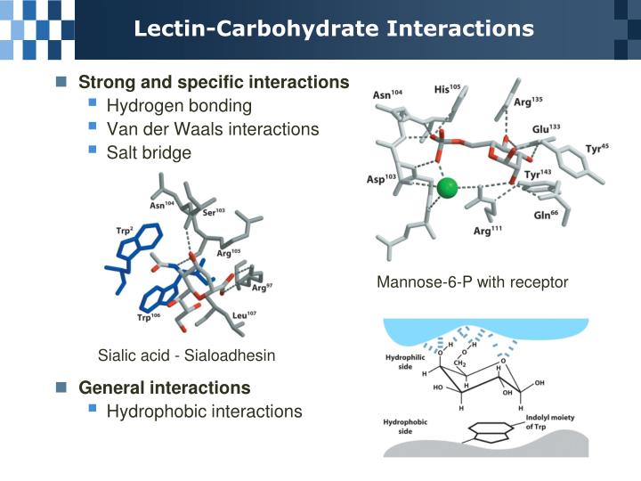 PPT - 7.3 Glycoconjugates: Proteoglycans, glycoproteins, and ...