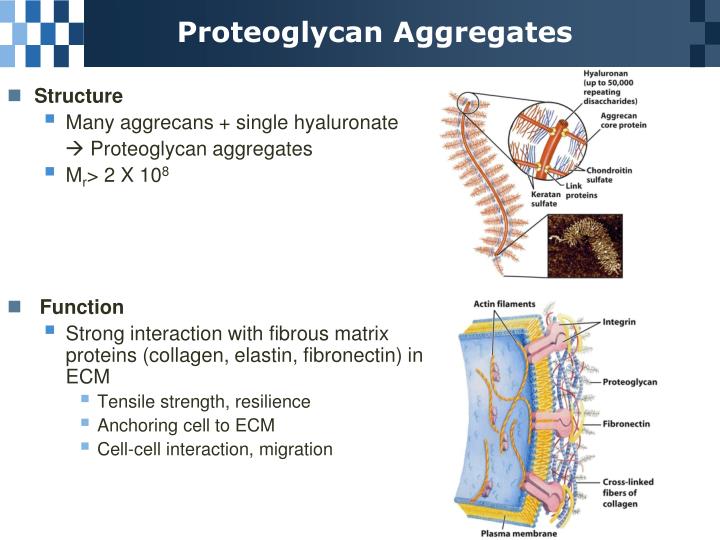 PPT - 7.3 Glycoconjugates: Proteoglycans, glycoproteins, and ...