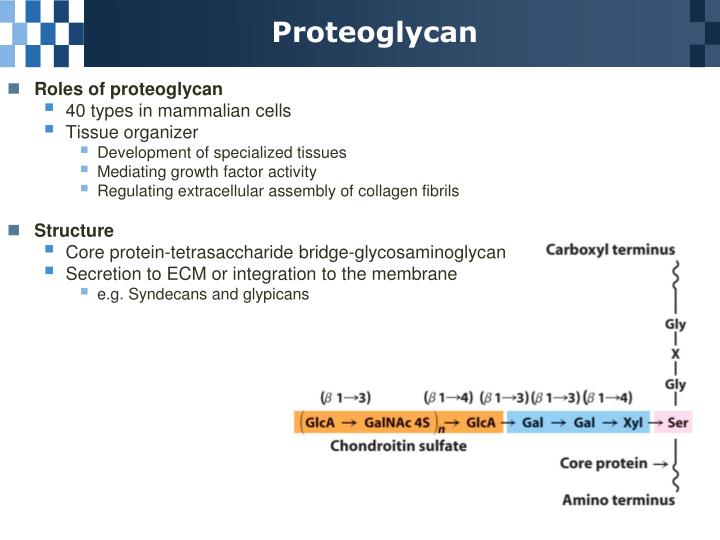 PPT - 7.3 Glycoconjugates: Proteoglycans, glycoproteins, and ...