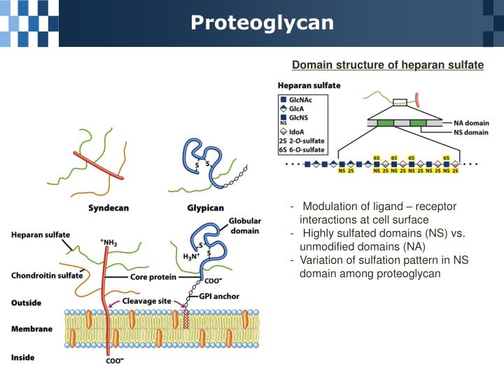 PPT - 7.3 Glycoconjugates: Proteoglycans, glycoproteins, and ...