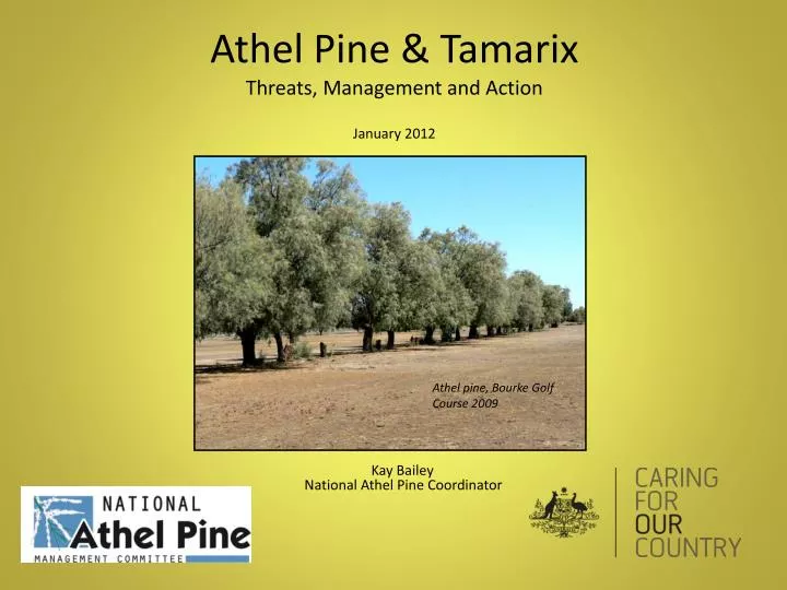 PPT - Athel Pine & Tamarix Threats, Management and Action January 2012 ...