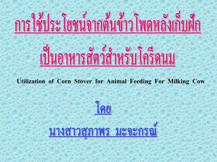 PPT - Utilization of Corn Stover for Animal Feeding For Milking Cow ...