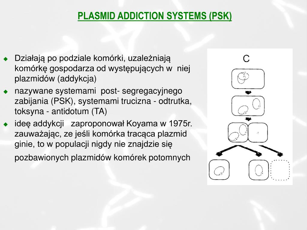 PPT - MECHANIZMY STABILNEGO DZIEDZICZENIA PLAZMIDÓW NA PRZYKŁADZIE ...