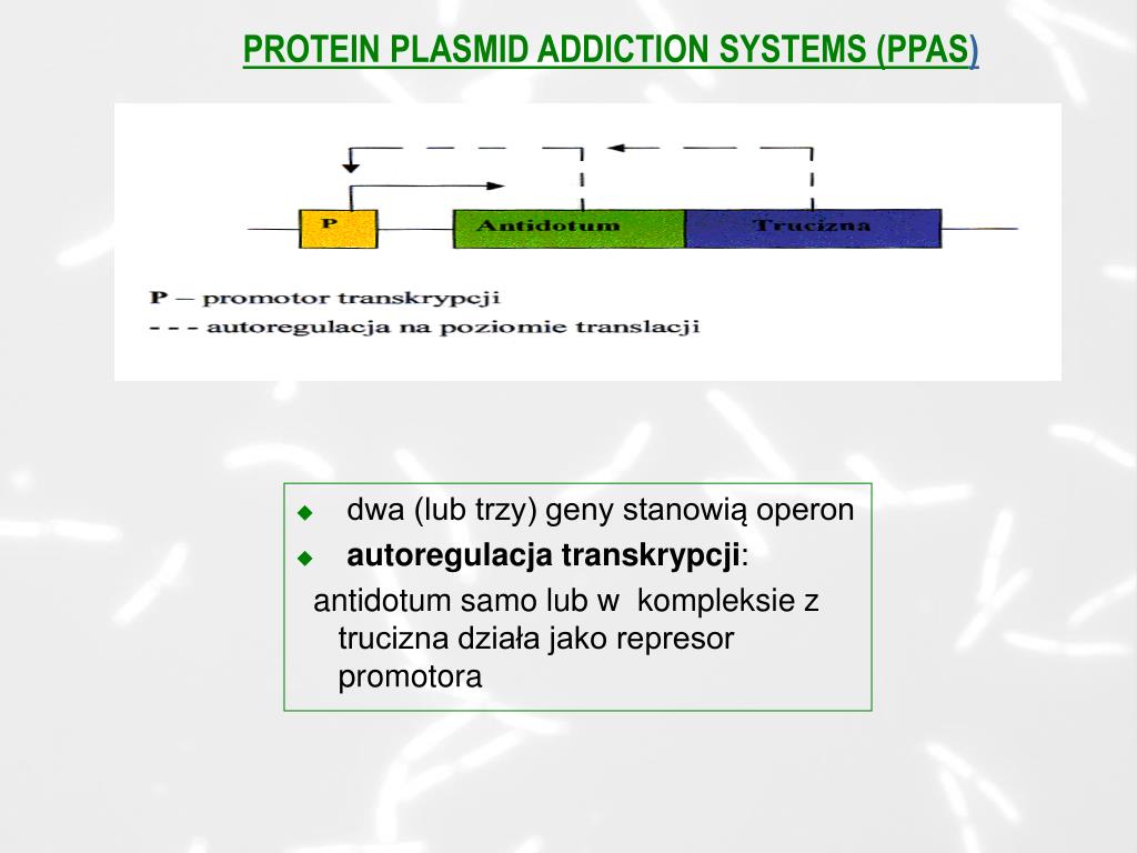PPT - MECHANIZMY STABILNEGO DZIEDZICZENIA PLAZMIDÓW NA PRZYKŁADZIE ...