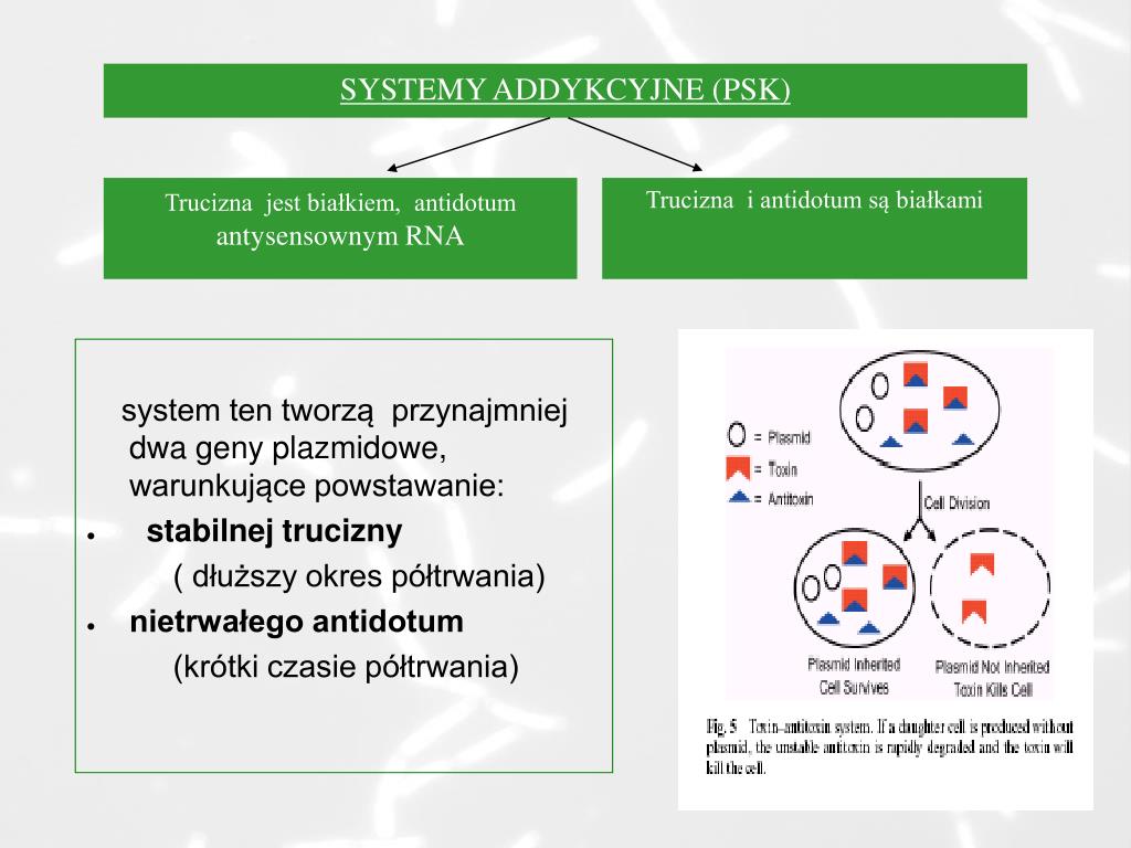PPT - MECHANIZMY STABILNEGO DZIEDZICZENIA PLAZMIDÓW NA PRZYKŁADZIE ...