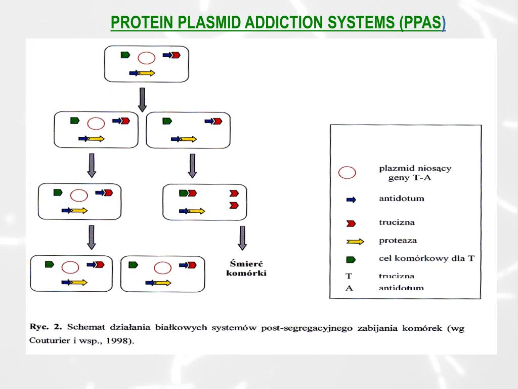 PPT - MECHANIZMY STABILNEGO DZIEDZICZENIA PLAZMIDÓW NA PRZYKŁADZIE ...