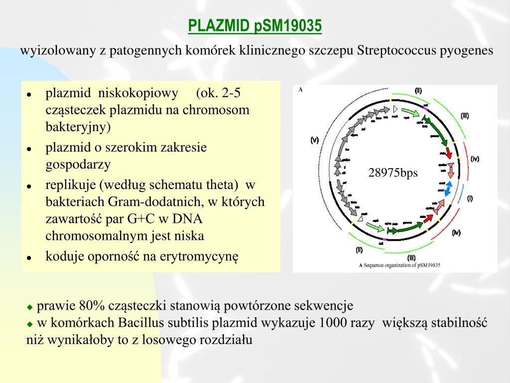 PPT - MECHANIZMY STABILNEGO DZIEDZICZENIA PLAZMIDÓW NA PRZYKŁADZIE ...