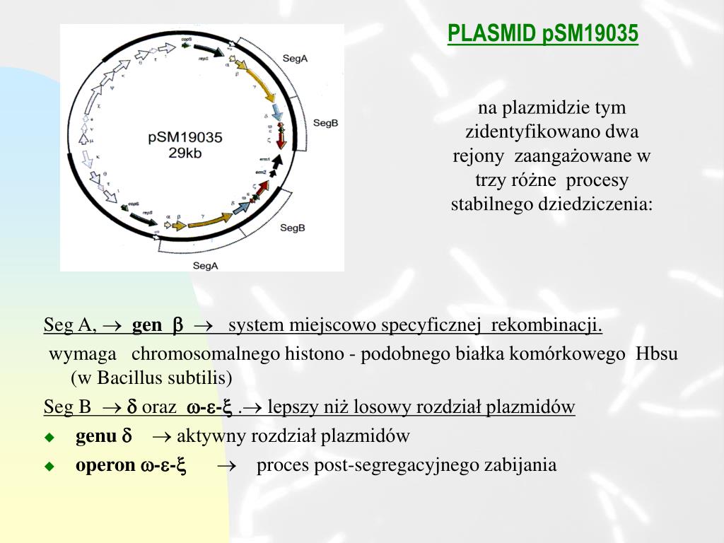 PPT - MECHANIZMY STABILNEGO DZIEDZICZENIA PLAZMIDÓW NA PRZYKŁADZIE ...