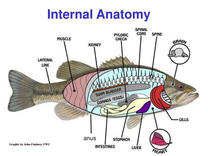 PPT - Fish Morphology PowerPoint Presentation - ID:4633126