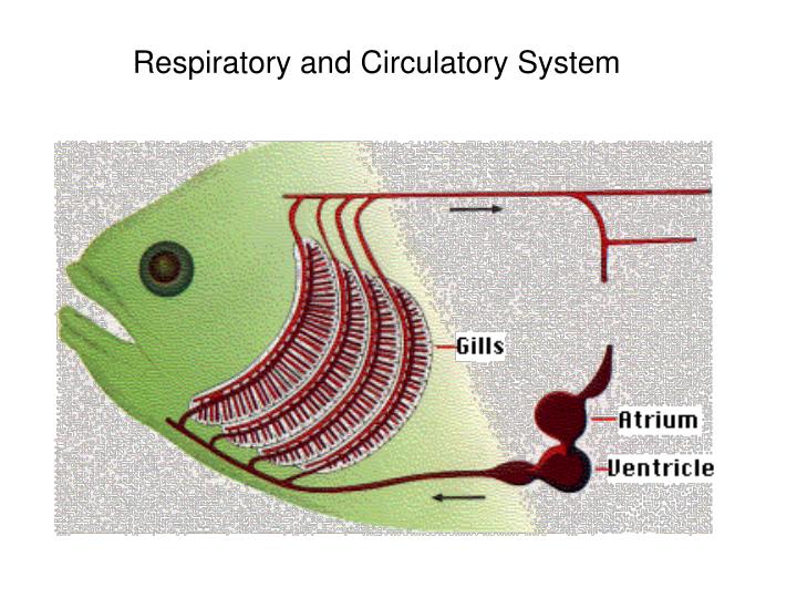 PPT - Fish Morphology PowerPoint Presentation - ID:4633126
