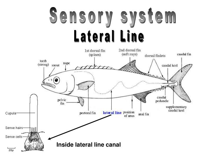PPT - Fish Morphology PowerPoint Presentation - ID:4633126