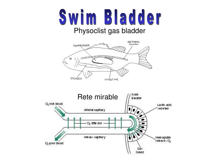 PPT - Fish Morphology PowerPoint Presentation - ID:4633126