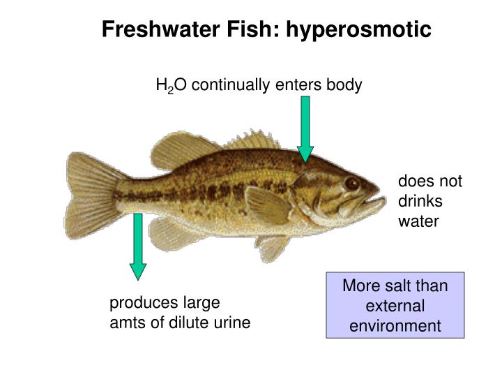 PPT - Fish Morphology PowerPoint Presentation - ID:4633126