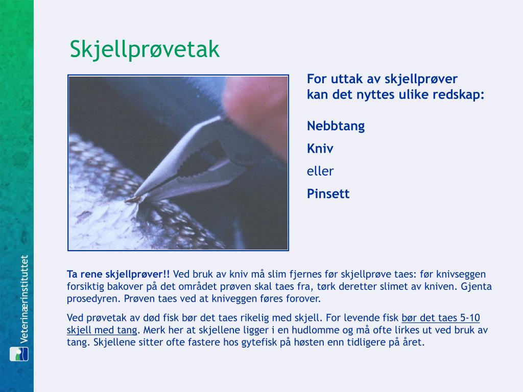 PPT - Noen standardprosedyrer ved prøvetak av laksefisk PowerPoint ...
