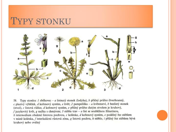 PPT - Stonek PowerPoint Presentation - ID:4633198