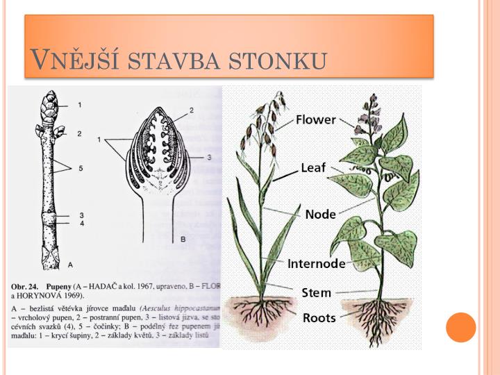 PPT - Stonek PowerPoint Presentation - ID:4633198