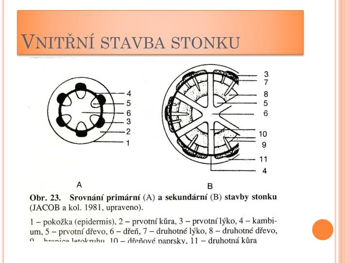 PPT - Stonek PowerPoint Presentation - ID:4633198