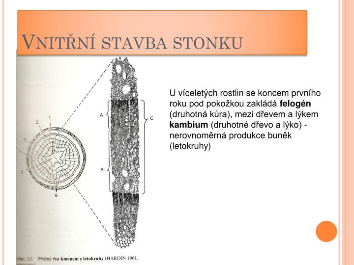 PPT - Stonek PowerPoint Presentation - ID:4633198