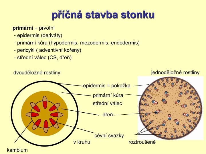 PPT - rostlinné orgány PowerPoint Presentation - ID:4633204
