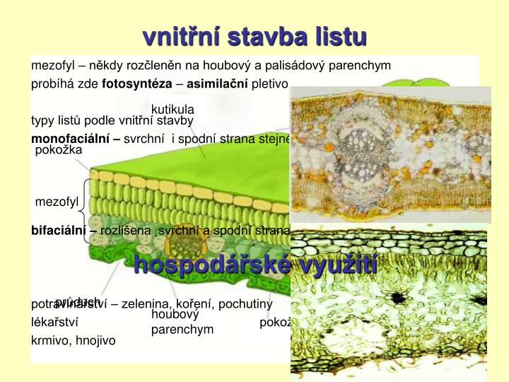PPT - rostlinné orgány PowerPoint Presentation - ID:4633204