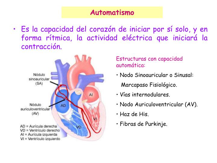 PPT - Fisiología Cardíaca PowerPoint Presentation - ID:4633364