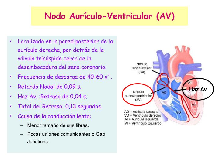 PPT - Fisiología Cardíaca PowerPoint Presentation - ID:4633364