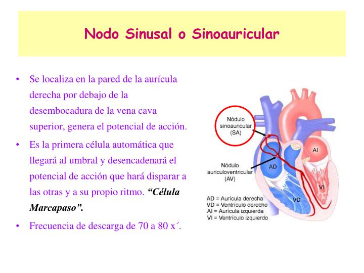 PPT - Fisiología Cardíaca PowerPoint Presentation - ID:4633364