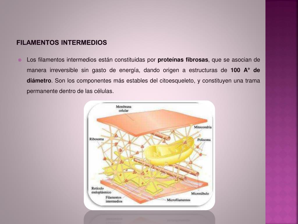 PPT - UNIDAD III LA CÉLULA “Los organelos celulares parte 1” PowerPoint ...