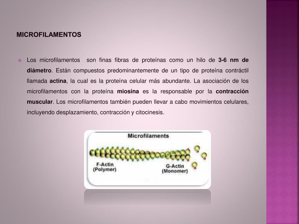 PPT - UNIDAD III LA CÉLULA “Los organelos celulares parte 1” PowerPoint ...