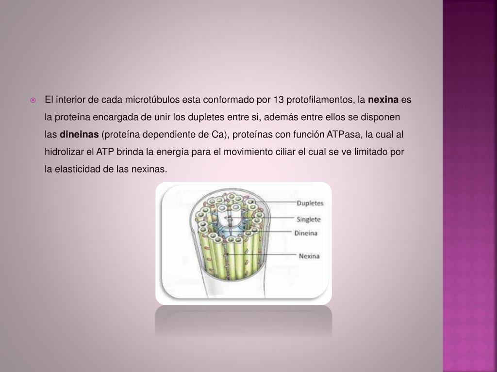 PPT - UNIDAD III LA CÉLULA “Los organelos celulares parte 1” PowerPoint ...
