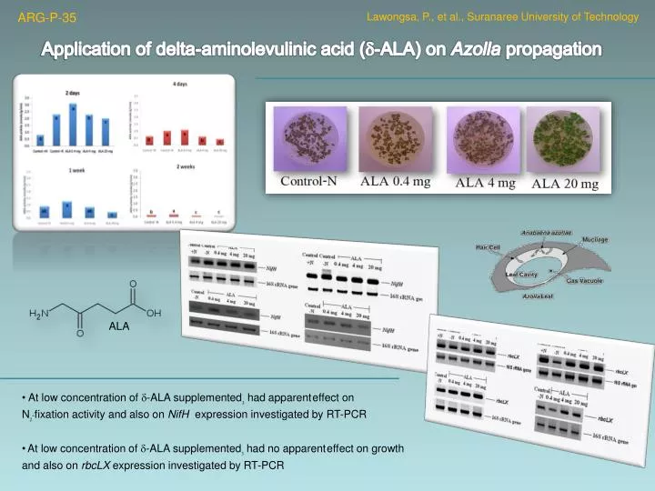 PPT - Application of delta- aminolevulinic acid ( -ALA) on Azolla ...