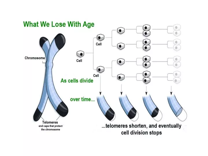 PPT - roslin.ed.ac.uk/public-interest/dolly-the-sheep/a-life-of-dolly ...