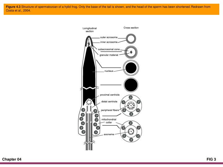PPT - Figure 4.6 Comparison of anatomy of the anamniotic amphibian egg ...