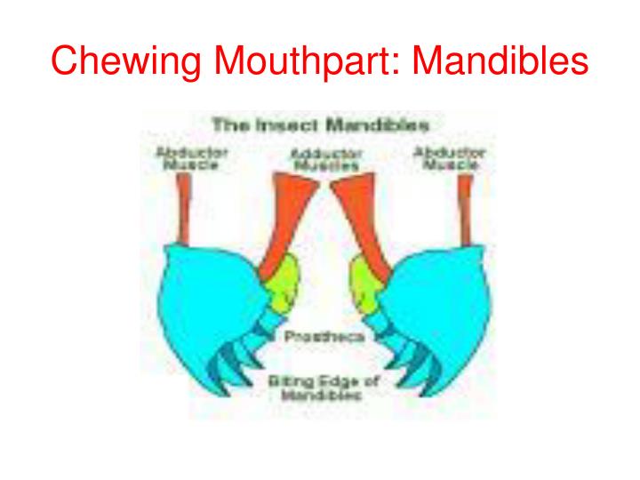 PPT - MEDICAL ENTOMOLOGY PowerPoint Presentation - ID:4639255
