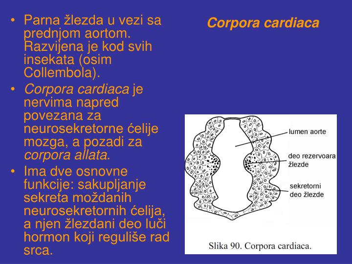 PPT - Anatomija insekata Unutrašnja gra đ a tela insekata skoro da ima ...