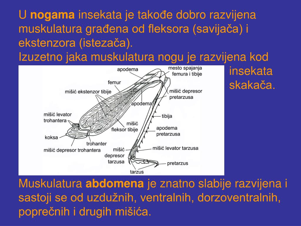 PPT - Anatomija insekata Unutrašnja gra đ a tela insekata skoro da ima ...