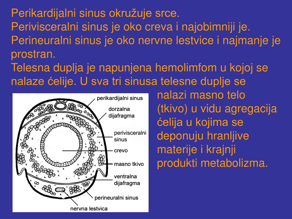 PPT - Anatomija insekata Unutrašnja gra đ a tela insekata skoro da ima ...