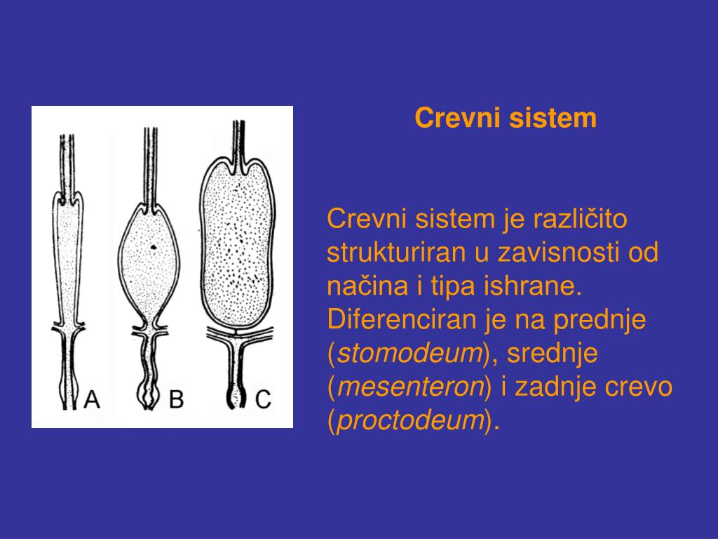 PPT - Anatomija insekata Unutrašnja gra đ a tela insekata skoro da ima ...